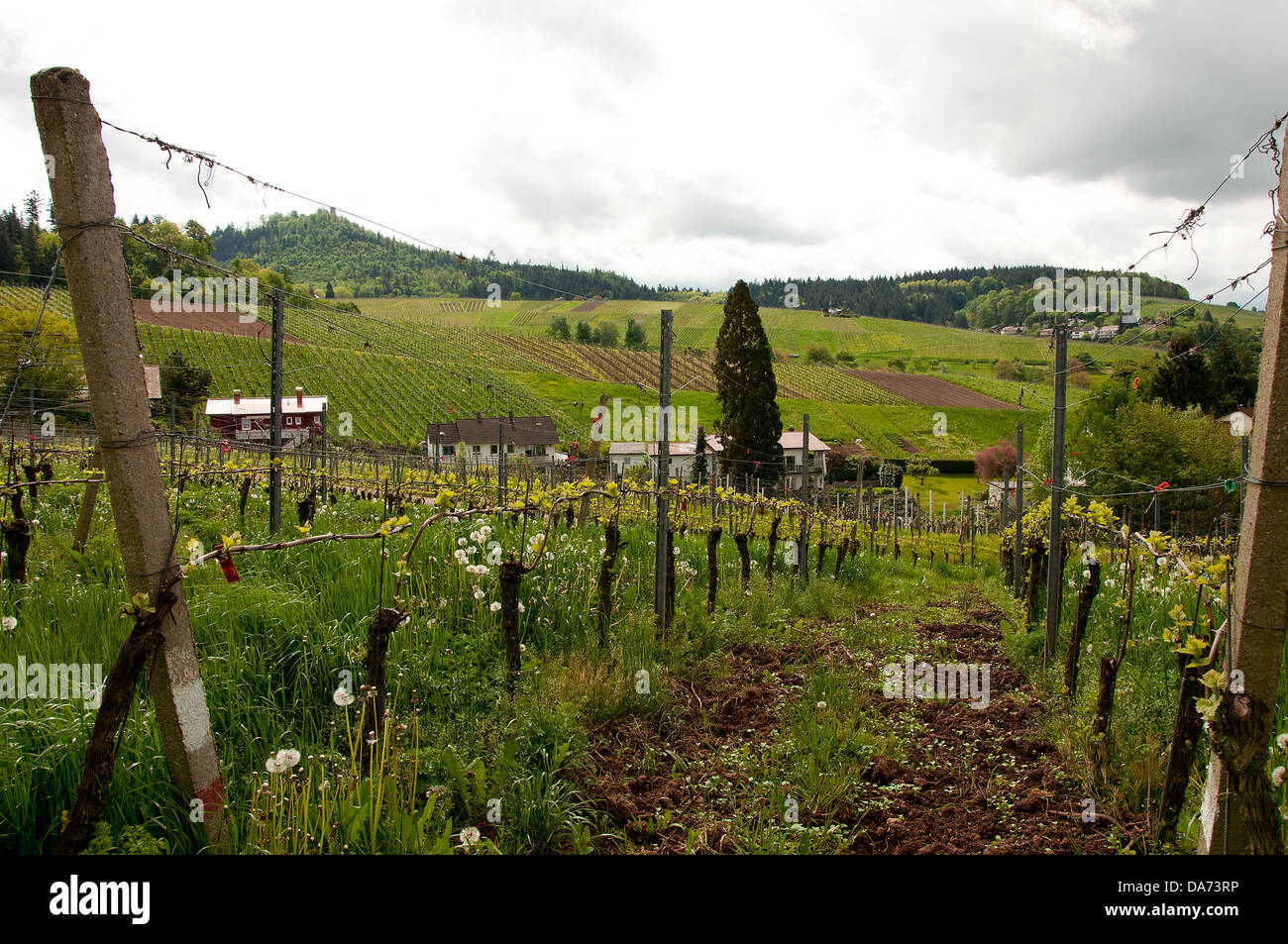 Vineyards near Steinbach and Baden Baden in Germany Stock Photo - Alamy