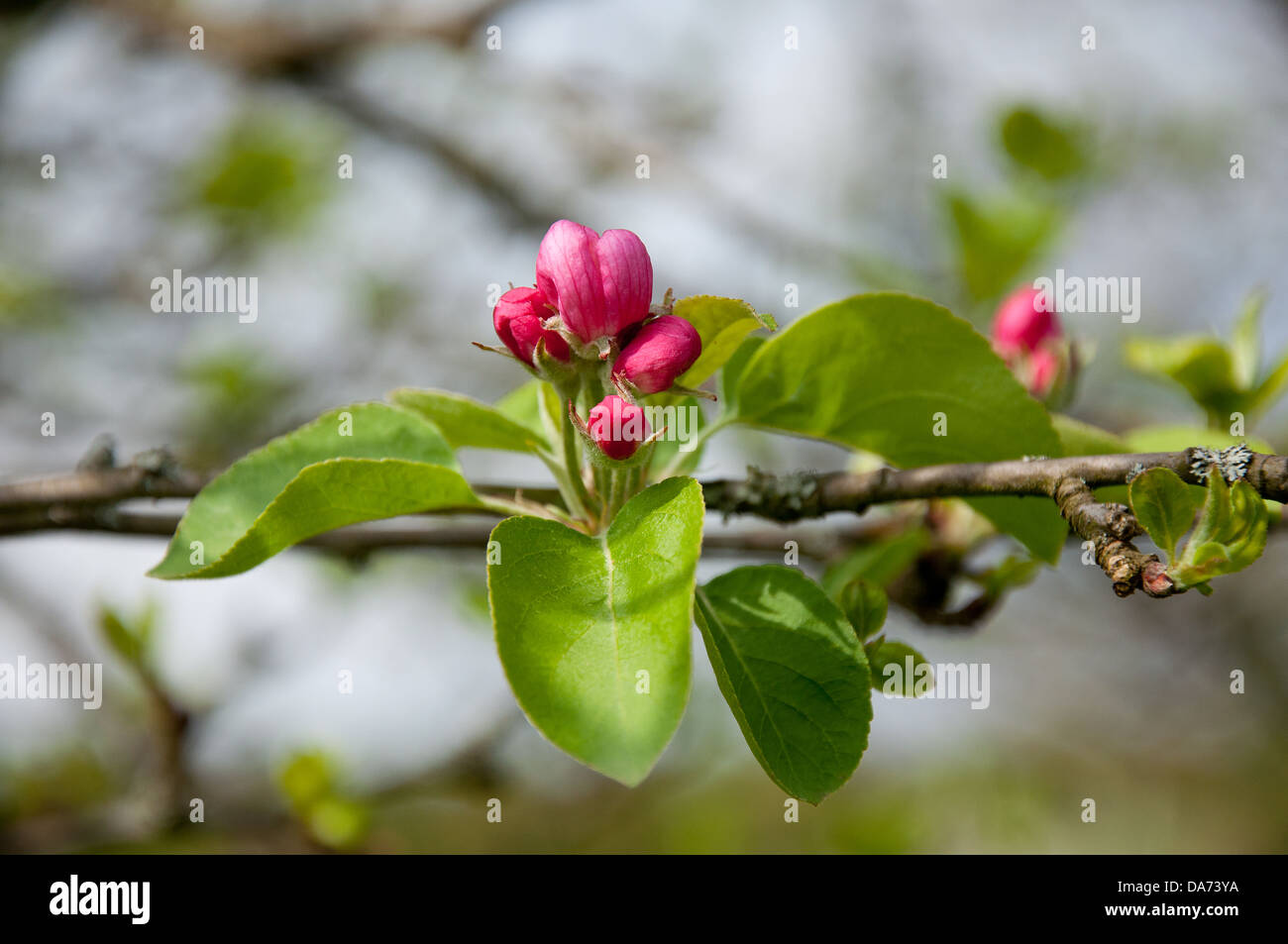 Idyllic spring orchard landscape blossoming hi-res stock photography and images - Alamy