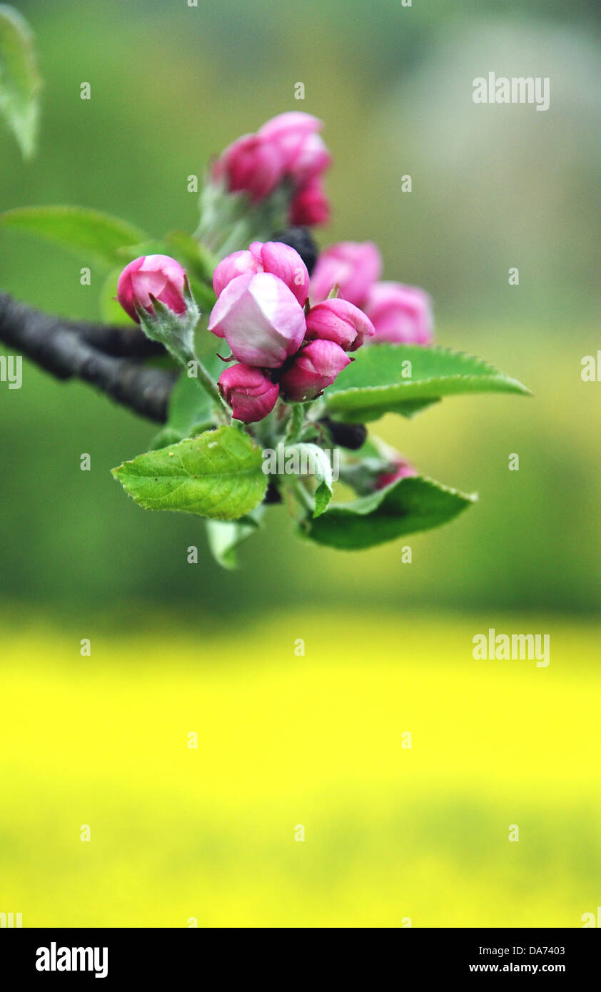 Pink apple tree hi-res stock photography and images - Alamy