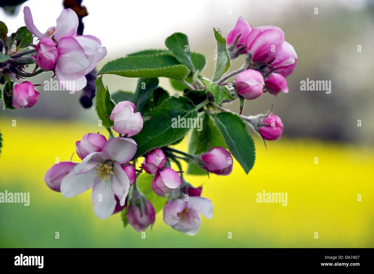 Blossoming apple tree in spring Stock Photo - Alamy