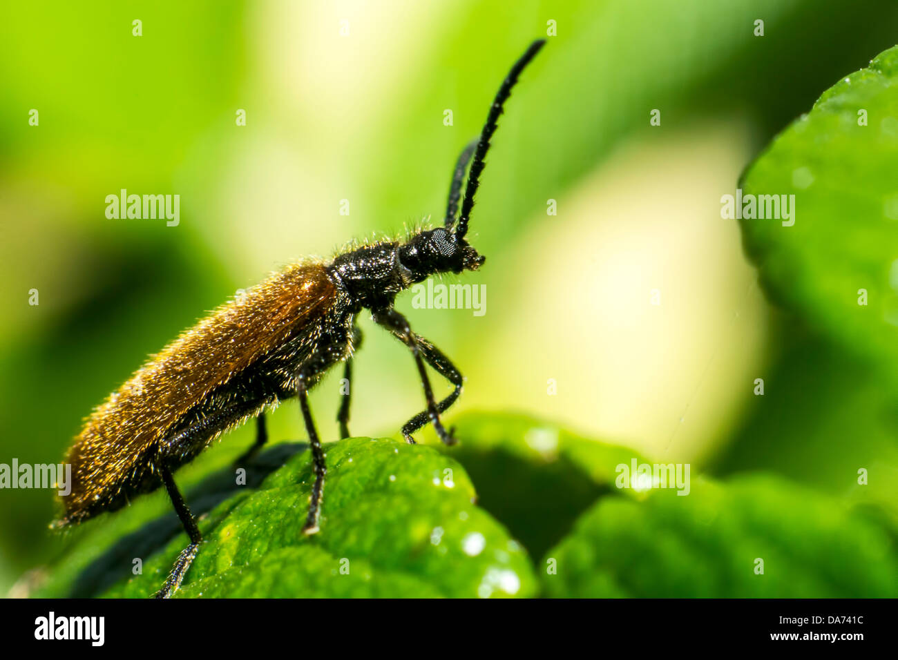 The common forest beetle Stock Photo - Alamy