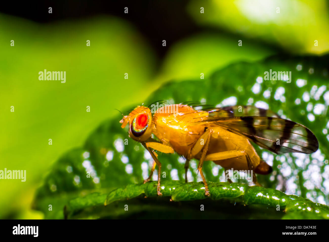 Portrait of a fly Stock Photo - Alamy