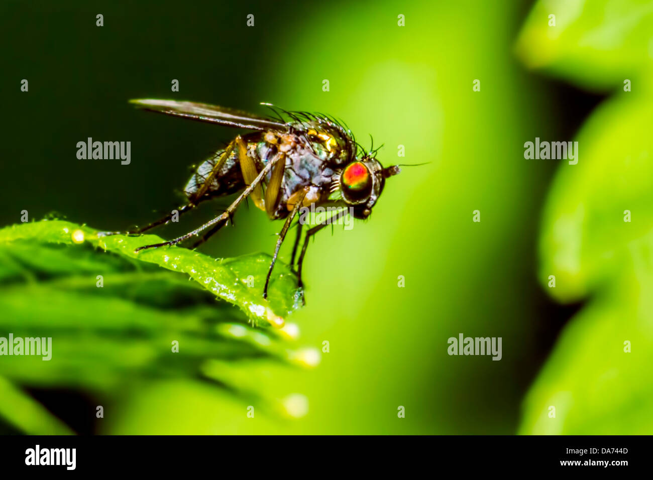 Portrait of a fly Stock Photo - Alamy