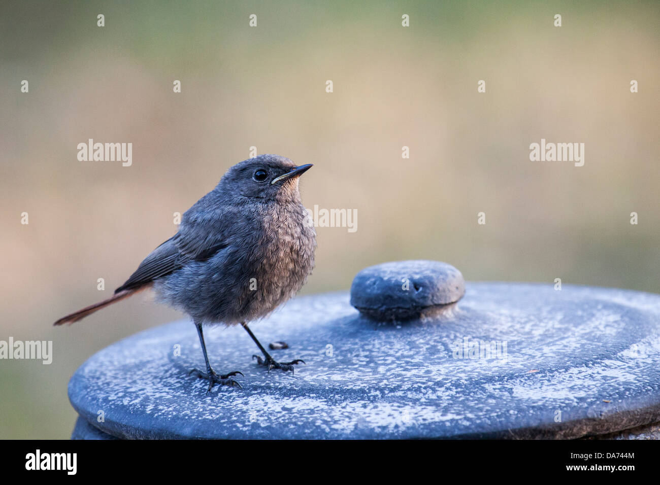 Black redstart bird hi-res stock photography and images - Alamy