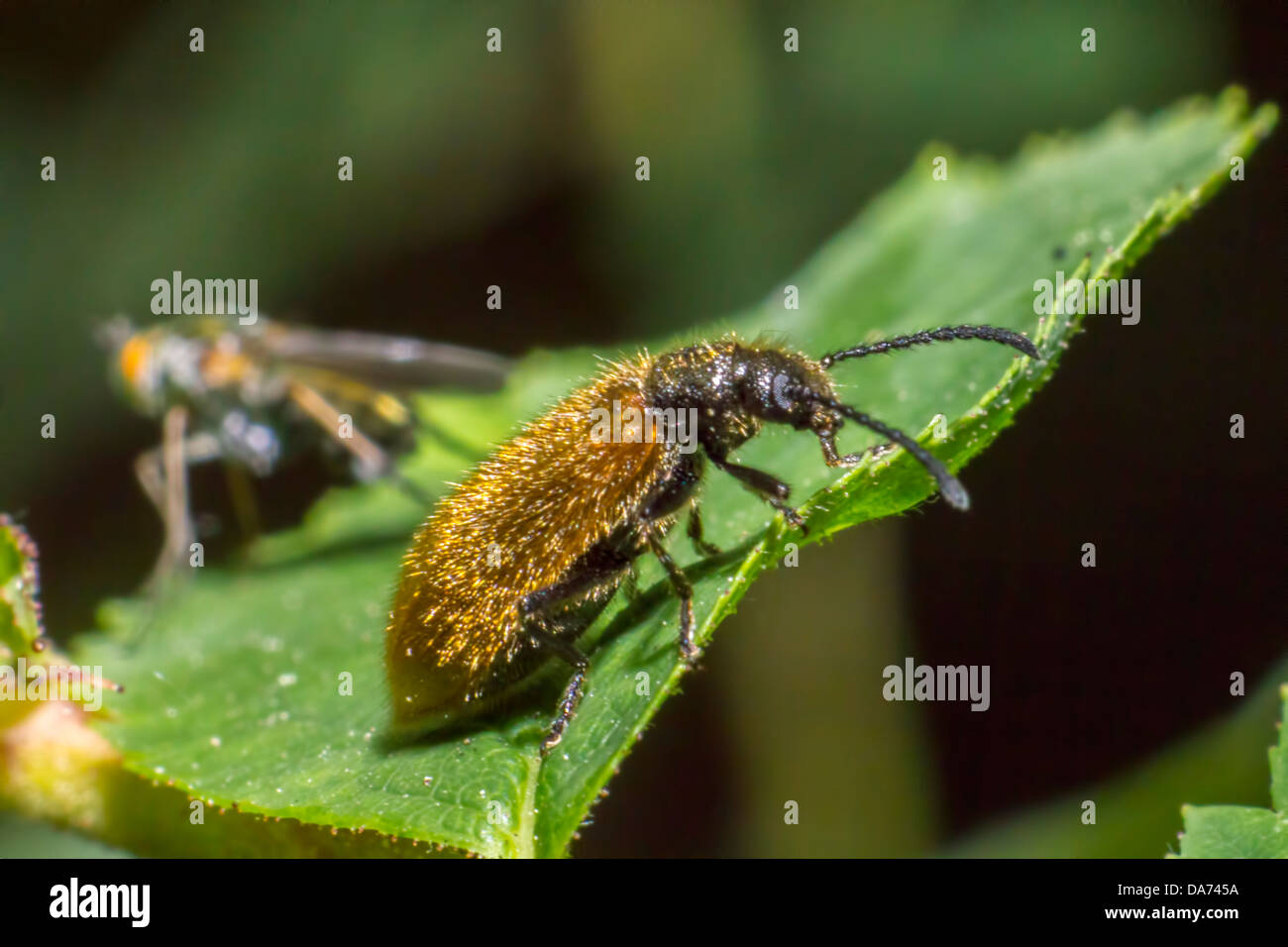 The common forest beetle Stock Photo - Alamy