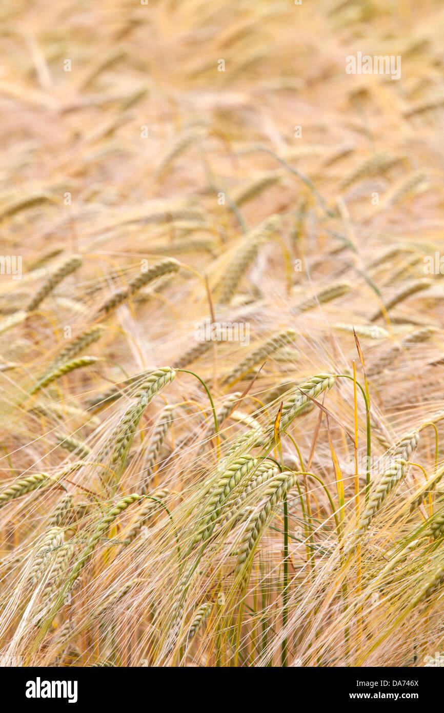 Barley field, "hordeum vulgare", England, UK Stock Photo - Alamy