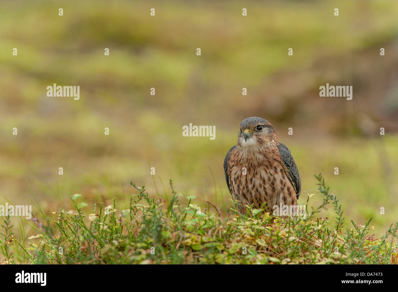 Merlin hawk falcon hi-res stock photography and images - Alamy