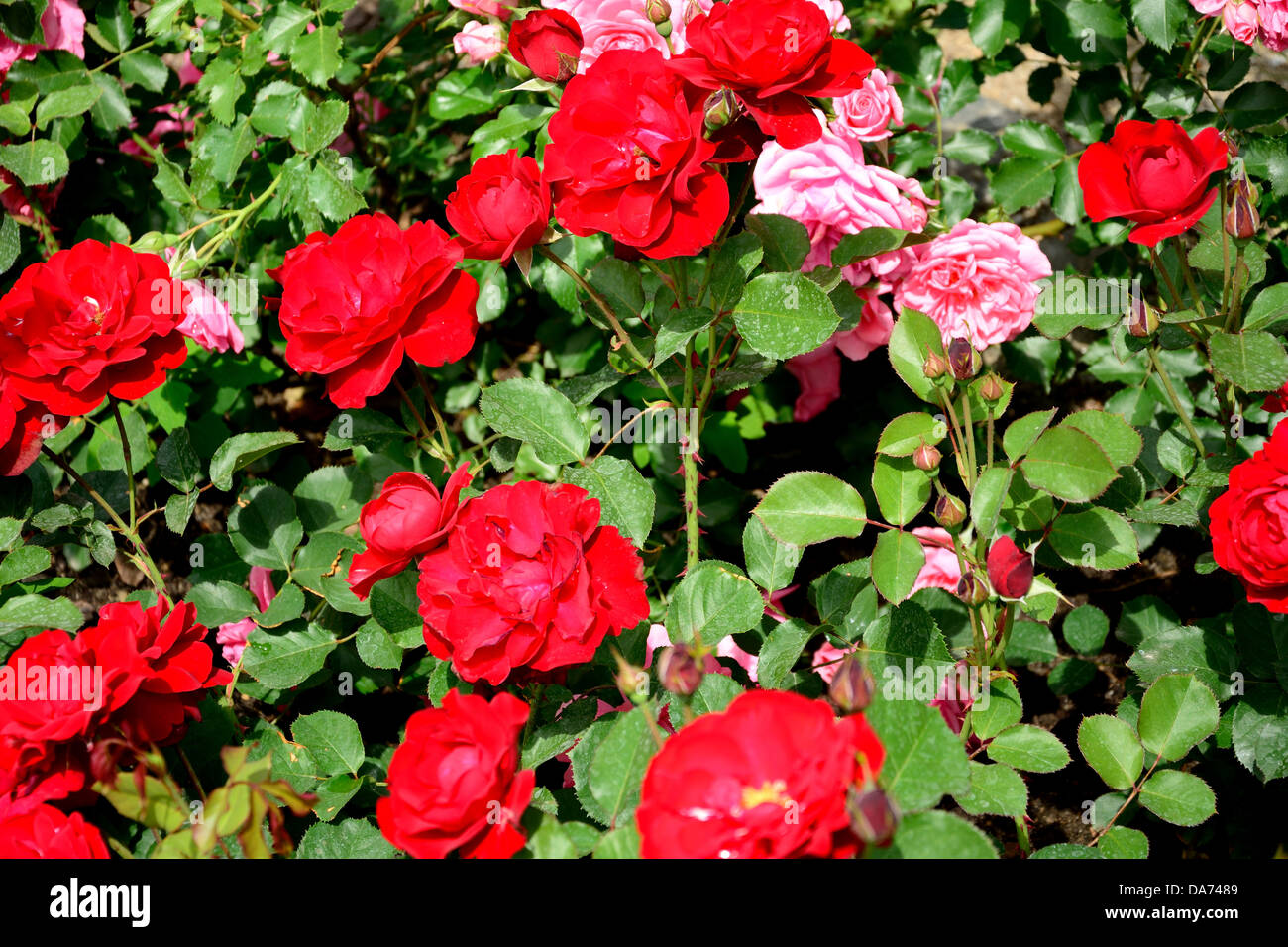 Red roses in the summer Stock Photo - Alamy