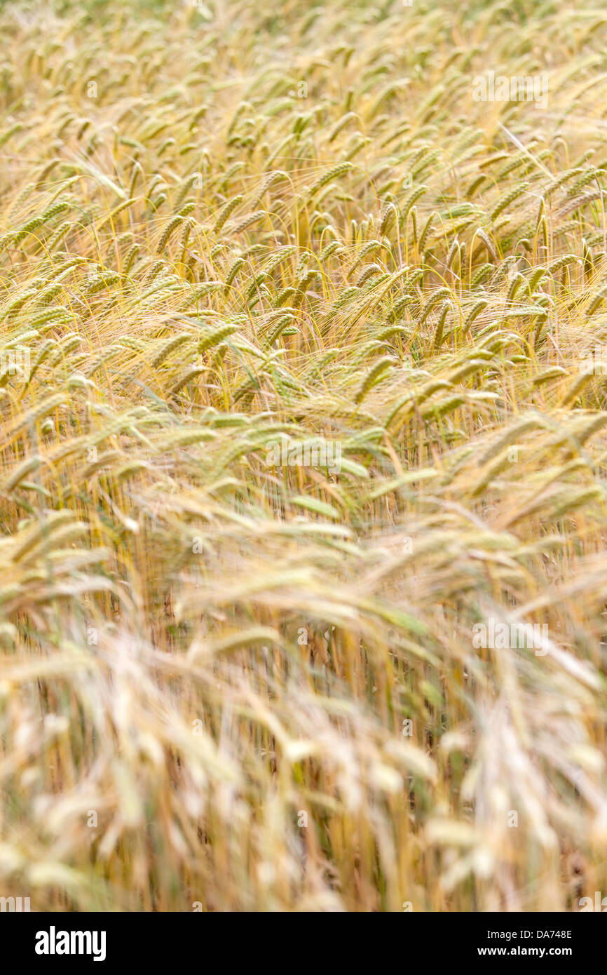 Barley field, "hordeum vulgare", England, UK Stock Photo - Alamy