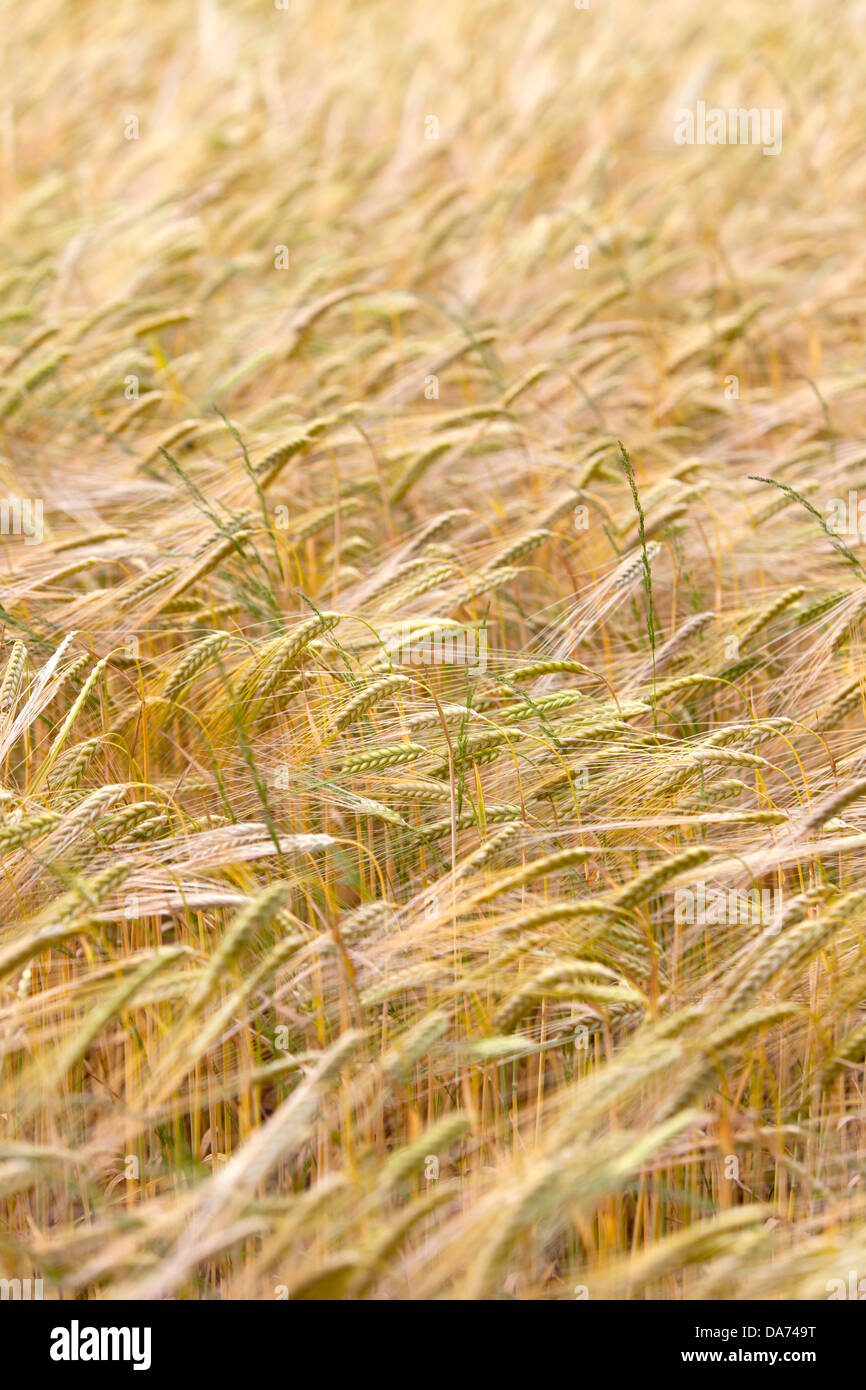 Barley field, "hordeum vulgare", England, UK Stock Photo - Alamy