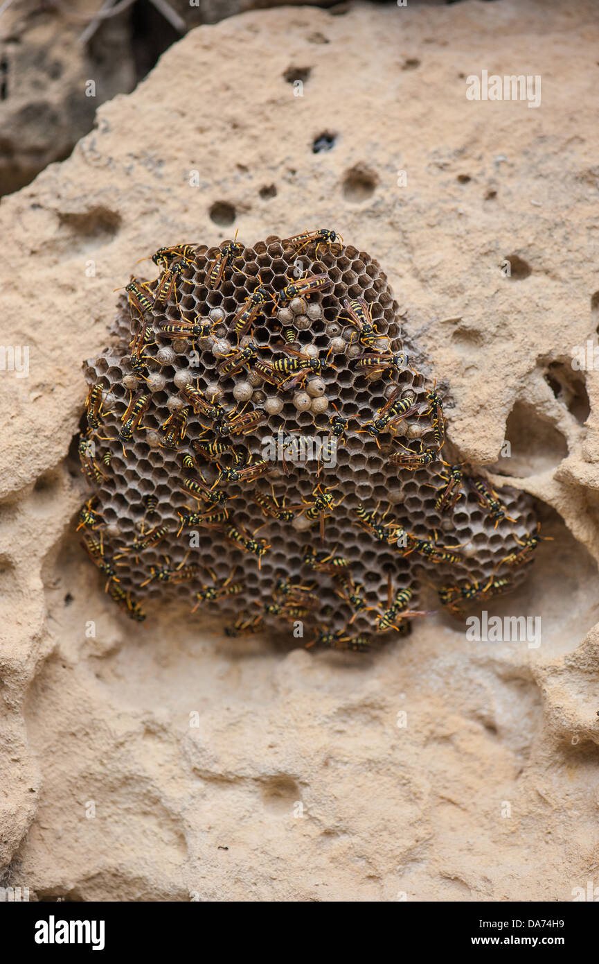 Bees building honeycomb Stock Photo - Alamy