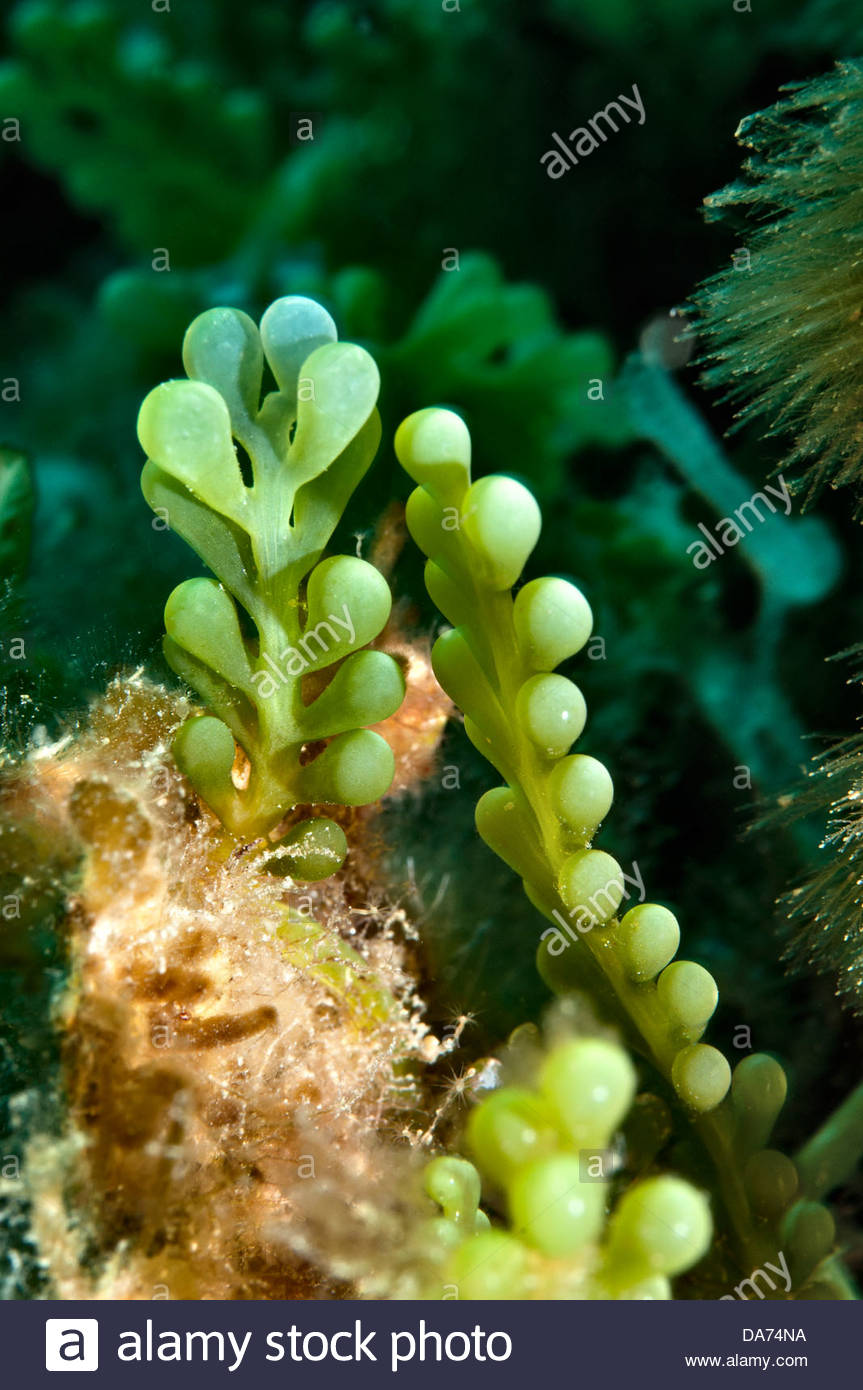 Caulerpa Racemosa Stock Photos & Caulerpa Racemosa Stock Images - Alamy