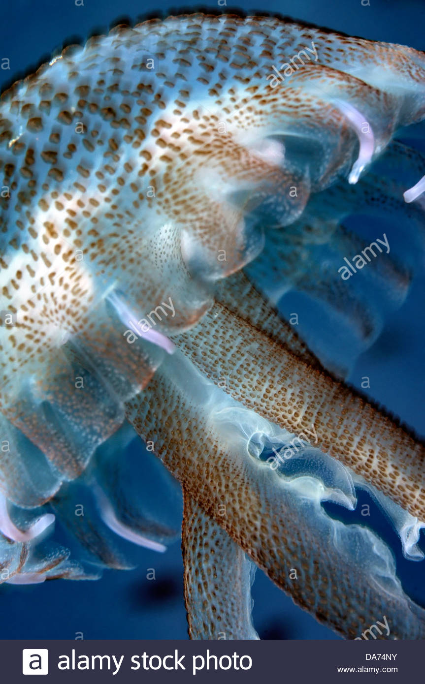 Celenterate Stock Photos & Celenterate Stock Images - Alamy