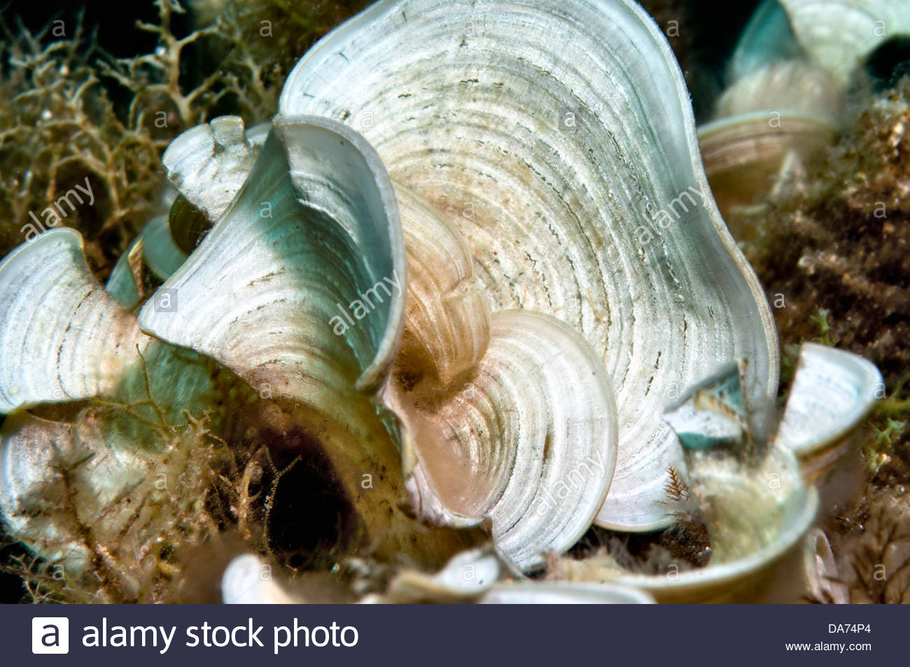 Padina Pavonica Stock Photos & Padina Pavonica Stock Images - Alamy