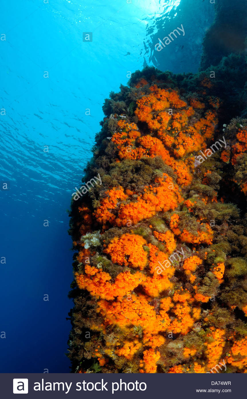 Astroides Calycularis High Resolution Stock Photography and Images - Alamy