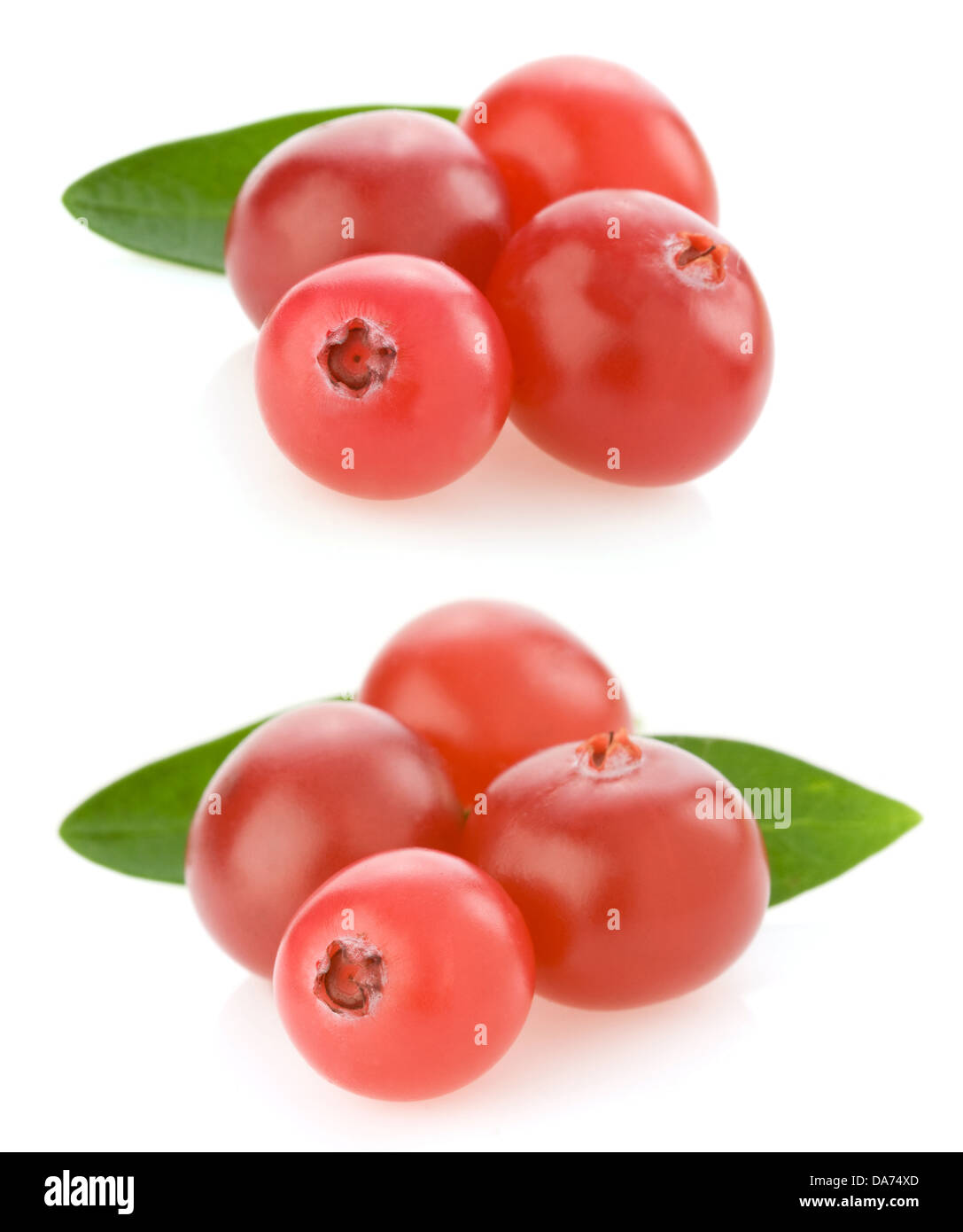 Red fox with forest background Cut Out Stock Images & Pictures - Alamy