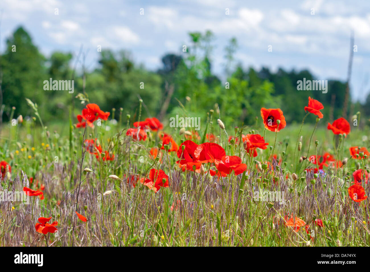 Poppies landscapes hi-res stock photography and images - Alamy