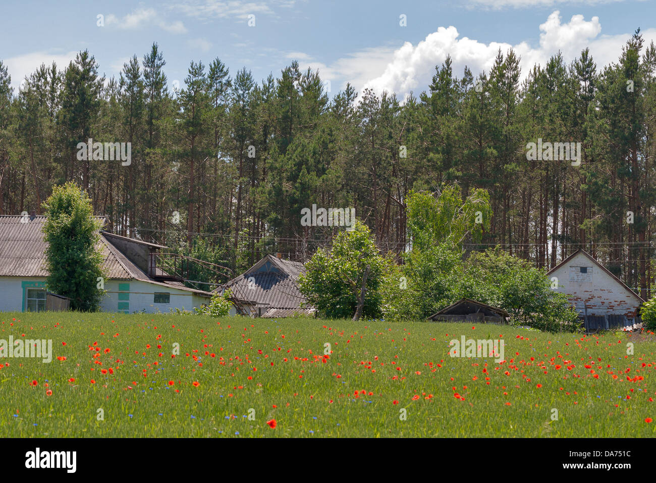 Summer rural village landscape hi-res stock photography and images - Alamy
