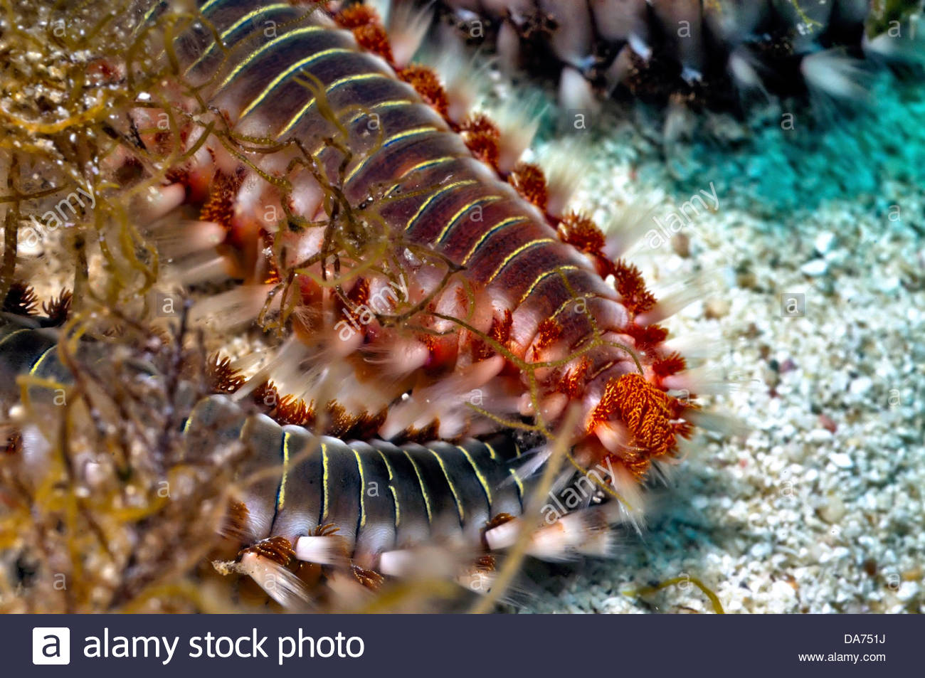 Bearded Fireworm Hermodice Carunculata High Resolution Stock ...