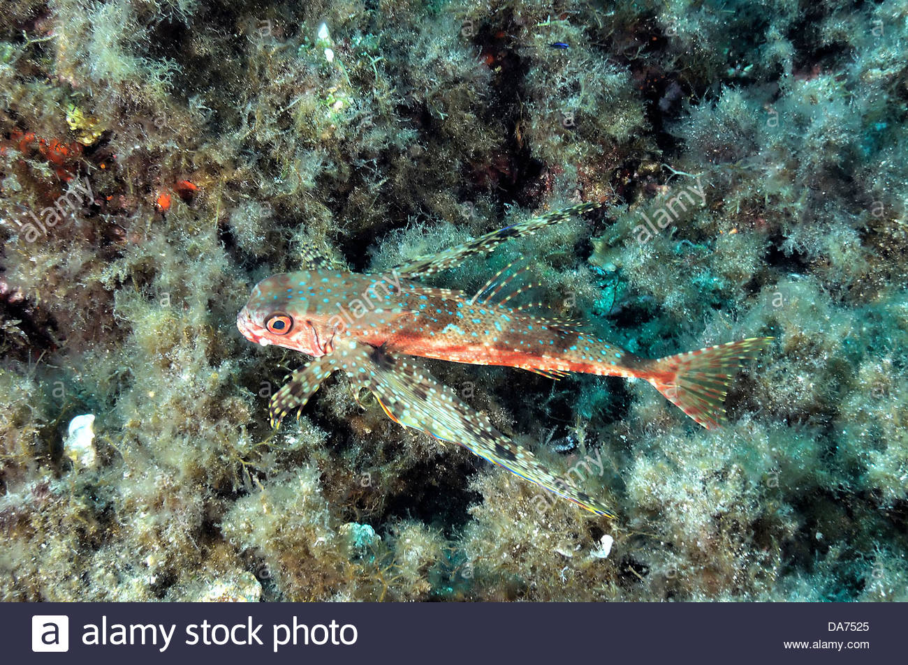 Flying Gurnard Dactylopterus Volitans High Resolution Stock Photography ...