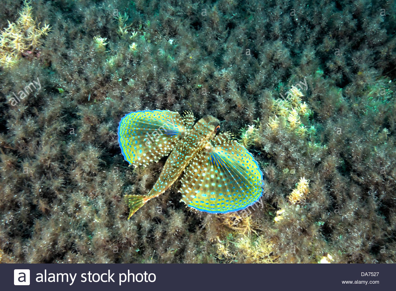 Flying Gurnard Dactylopterus Volitans High Resolution Stock Photography ...