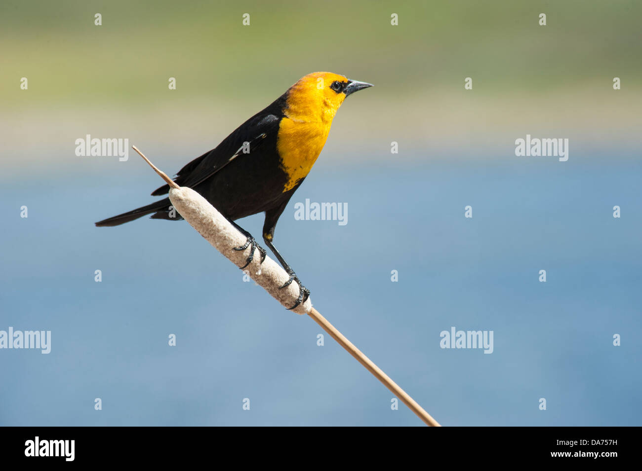 Yellow Headed Blackbird Stock Photo - Alamy