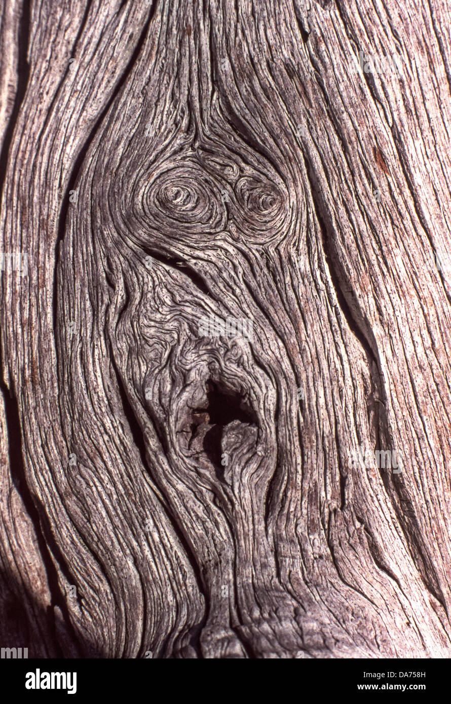 Face pattern in wood grain of tree trunk Stock Photo - Alamy
