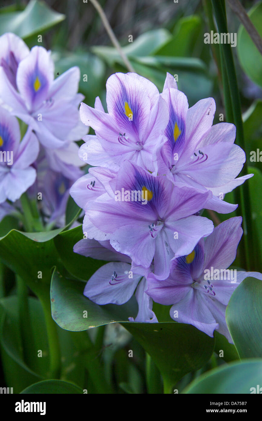 Water Hyacinth on Juniper Run, Ocala Nat'l Forest, FL Stock Photo - Alamy