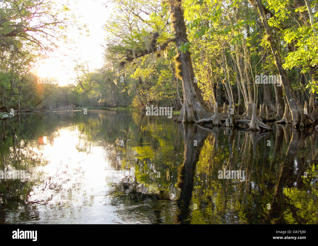 Silver River, Silver River State Park, FL Stock Photo - Alamy