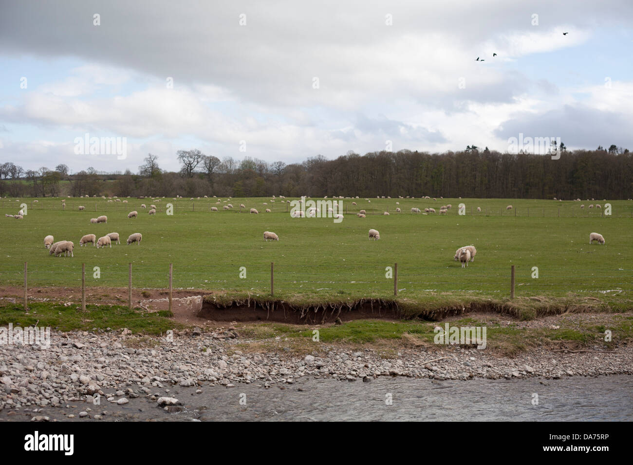 Crows in a field hi-res stock photography and images - Alamy