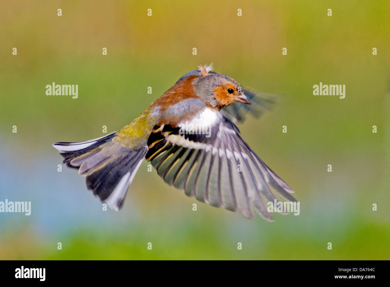 Chaffinch in flight Stock Photo - Alamy