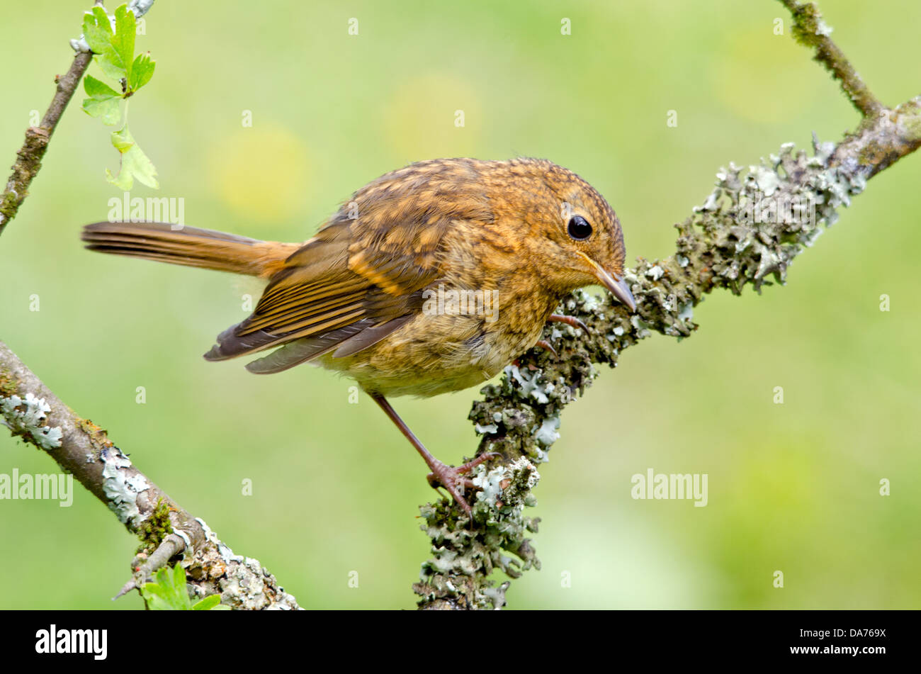 Juvenile robin hi-res stock photography and images - Alamy
