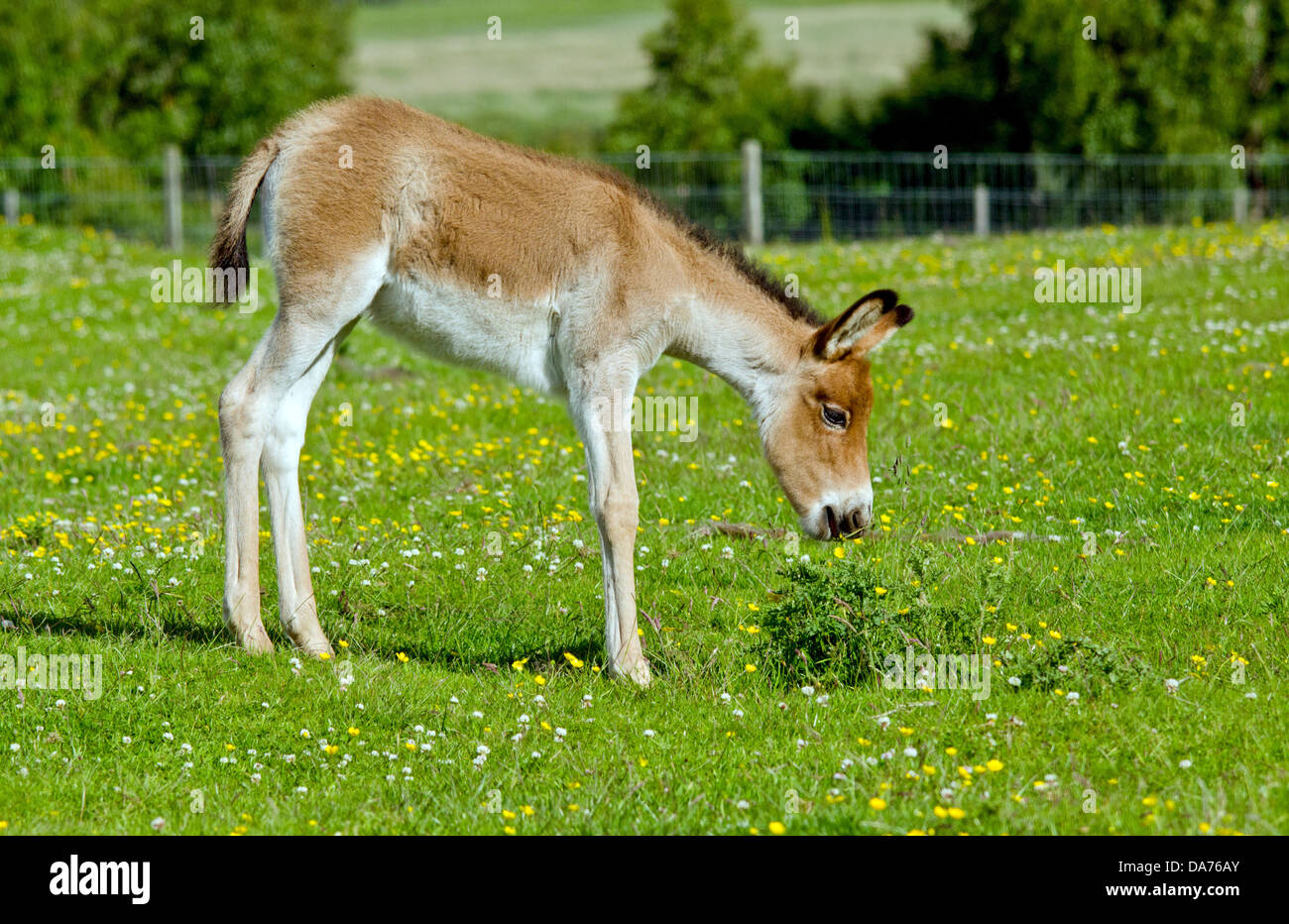 Tibetan Kiang foal Stock Photo - Alamy