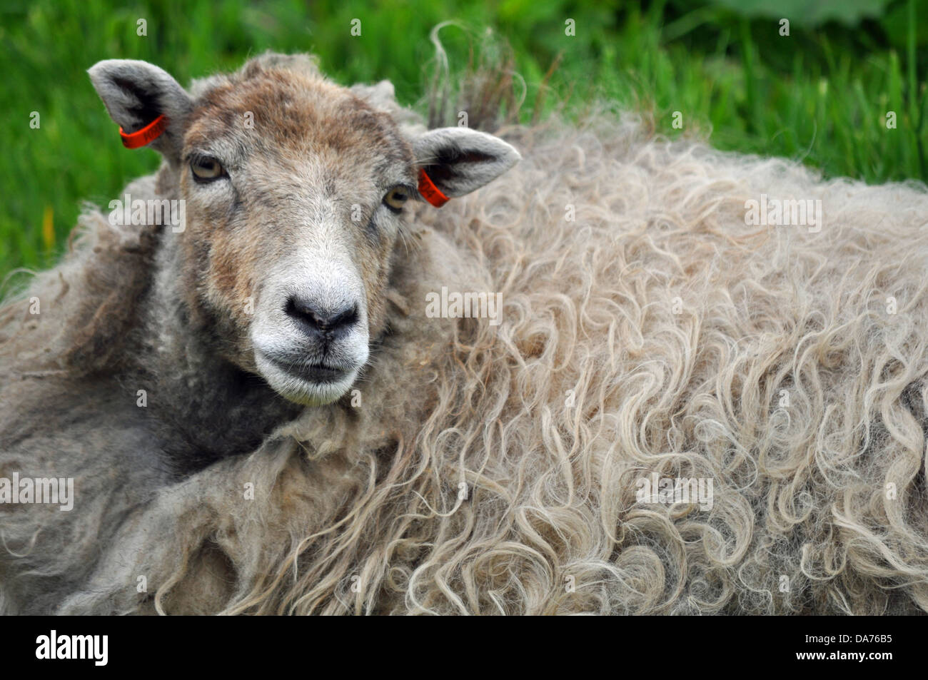 Ronaldsay sheep in a field in the Orkney Islands Stock Photo - Alamy