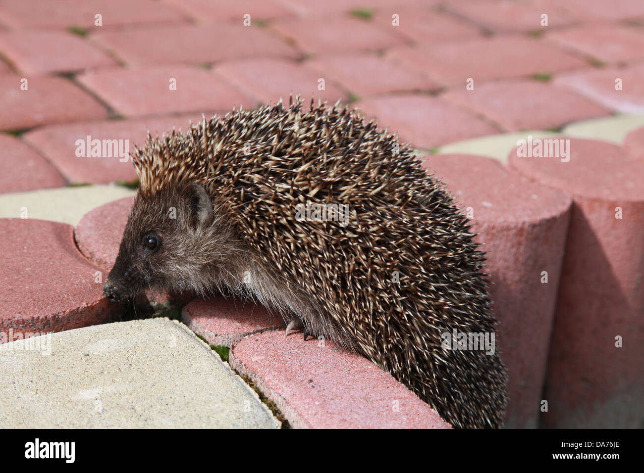 Climbing hedgehog hi-res stock photography and images - Alamy