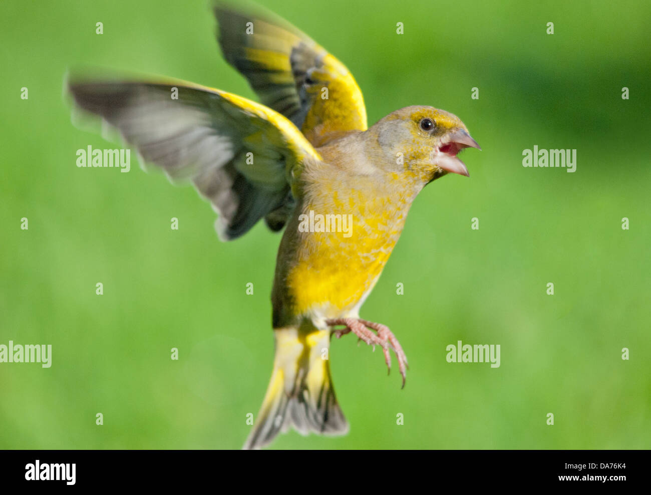 Greenfinch in flight Stock Photo - Alamy