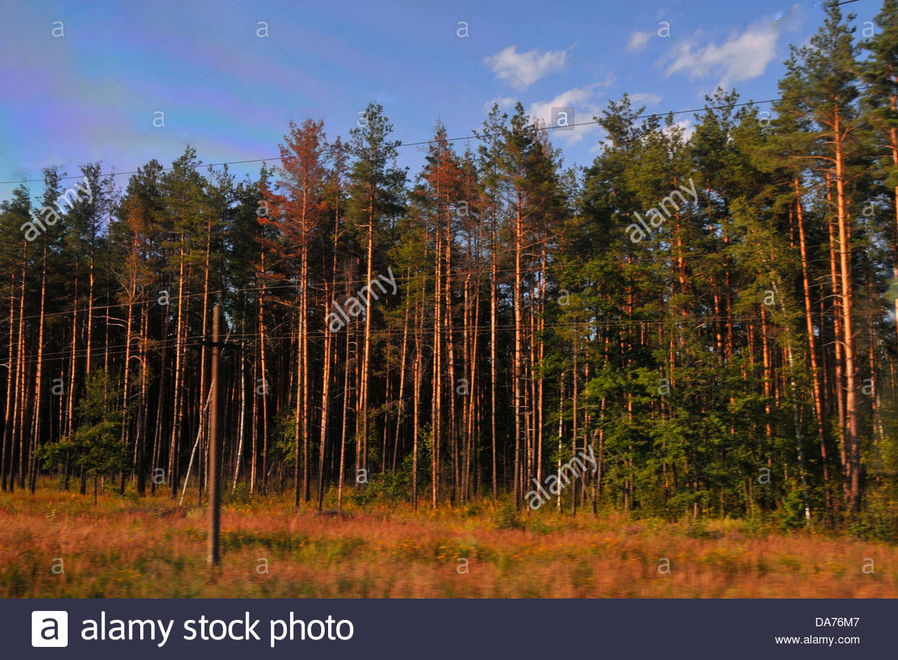 Siberian Taiga Forest High Resolution Stock Photography and Images - Alamy