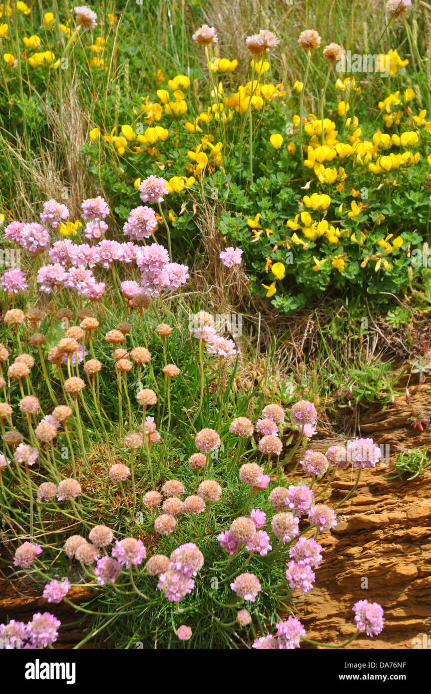 Wild flowers on a cliff in the Orkney Islands Stock Photo - Alamy