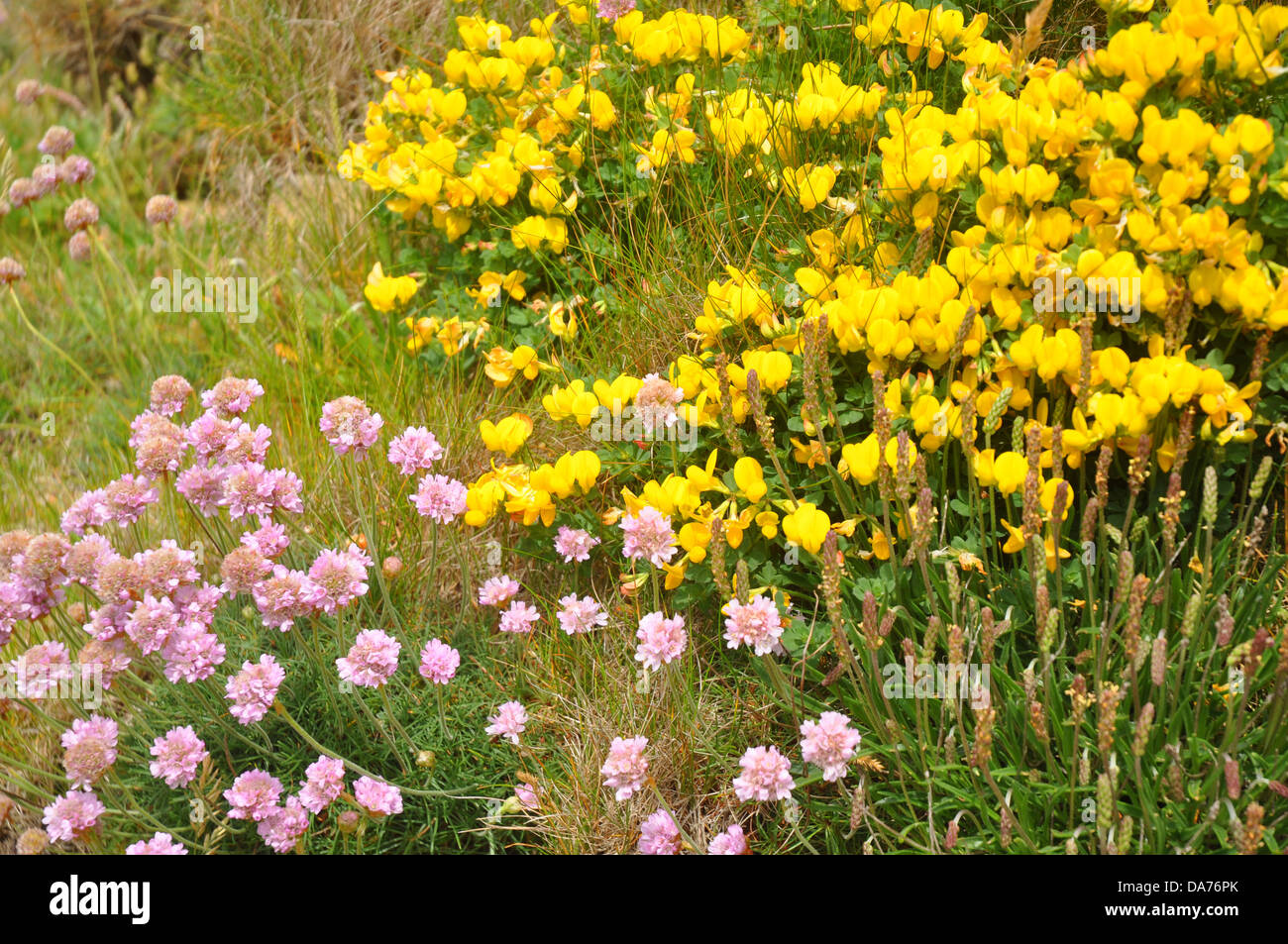 Wild flowers on a cliff in the Orkney Islands Stock Photo - Alamy
