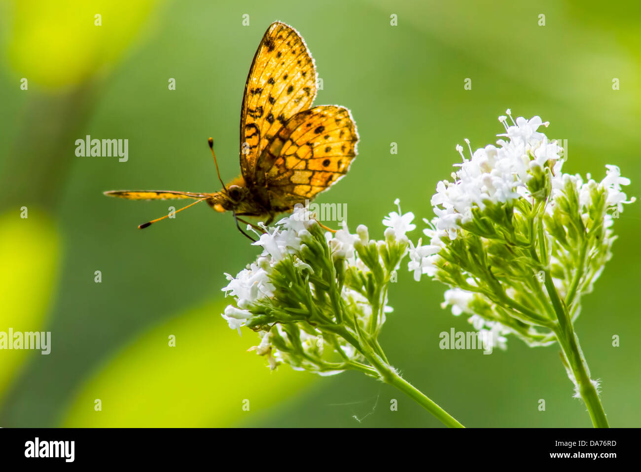 Common butterfly Silverspot (Argynnis Ino Stock Photo - Alamy