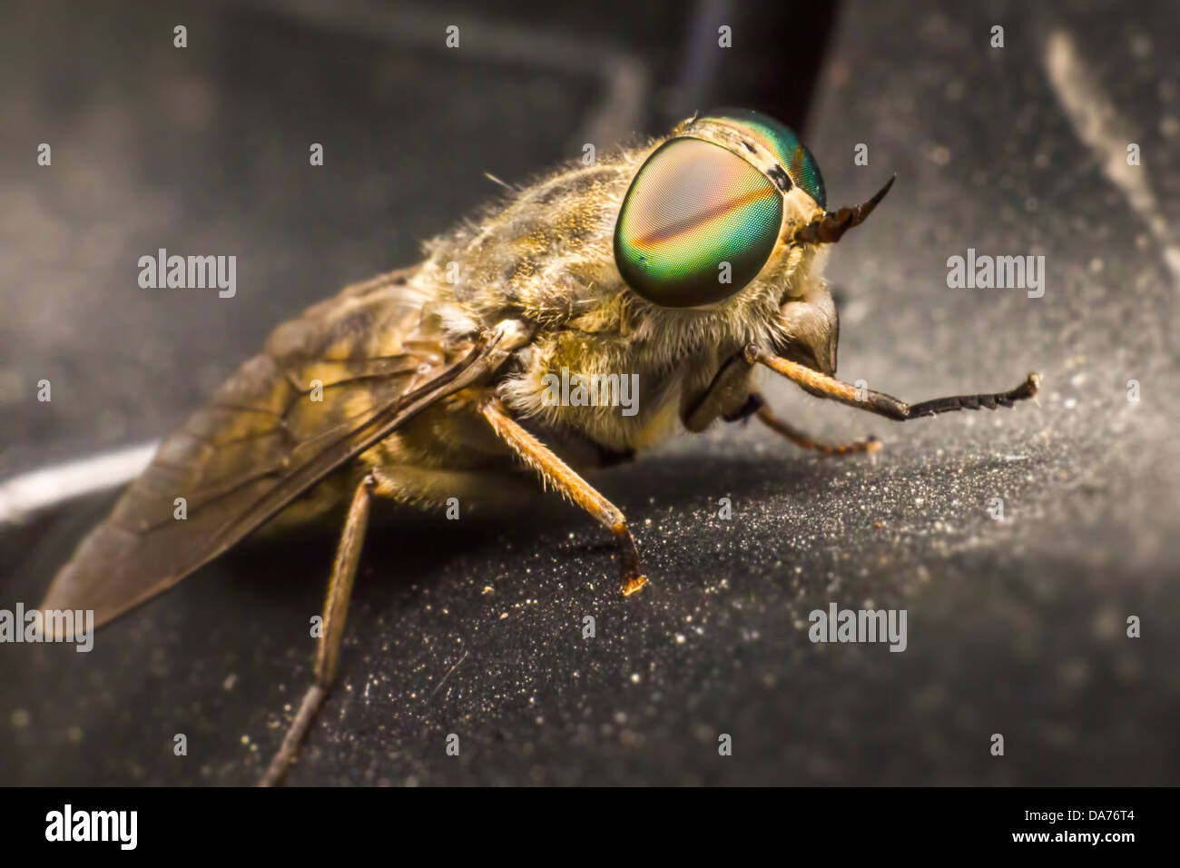 Portrait of a Horse-fly Stock Photo - Alamy