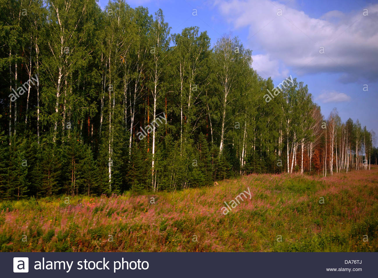 Siberian Taiga Forest High Resolution Stock Photography and Images - Alamy