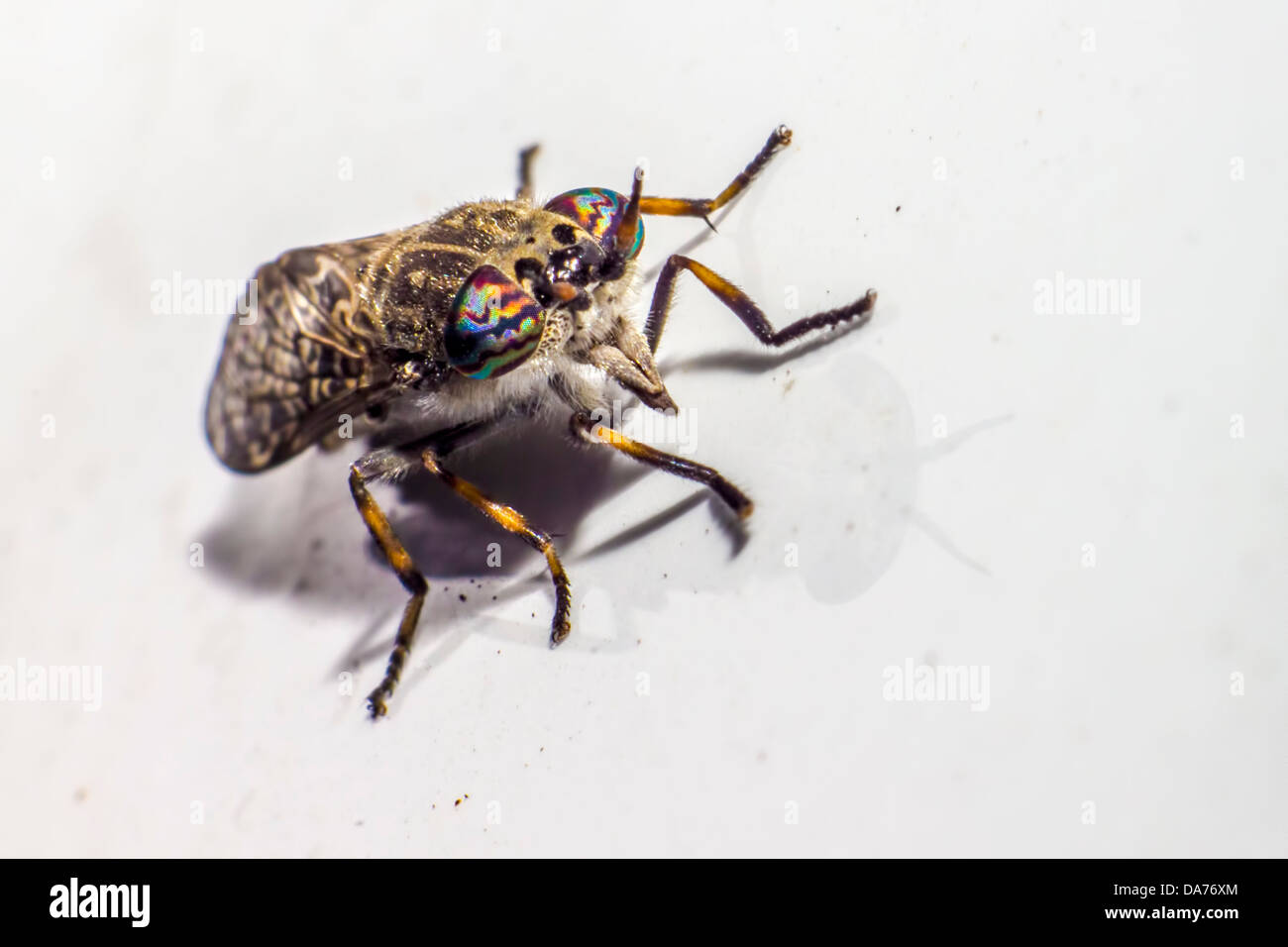 Portrait of a Horse-fly Stock Photo - Alamy