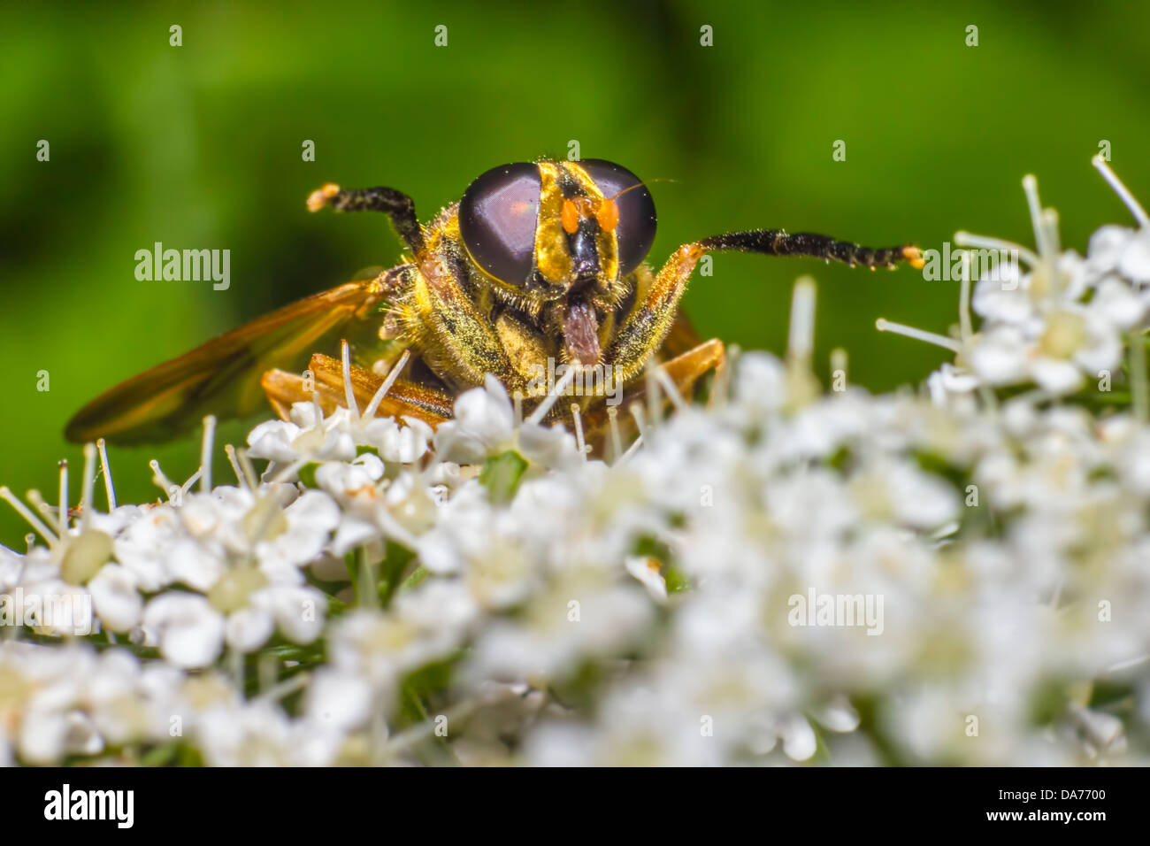 Portrait of a fly Stock Photo - Alamy
