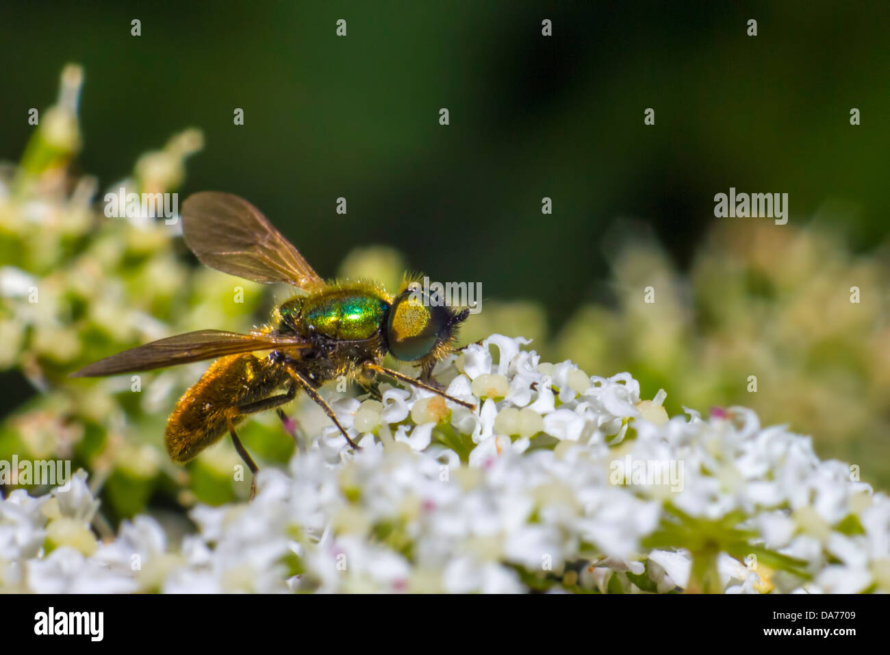 Portrait of a fly Stock Photo - Alamy