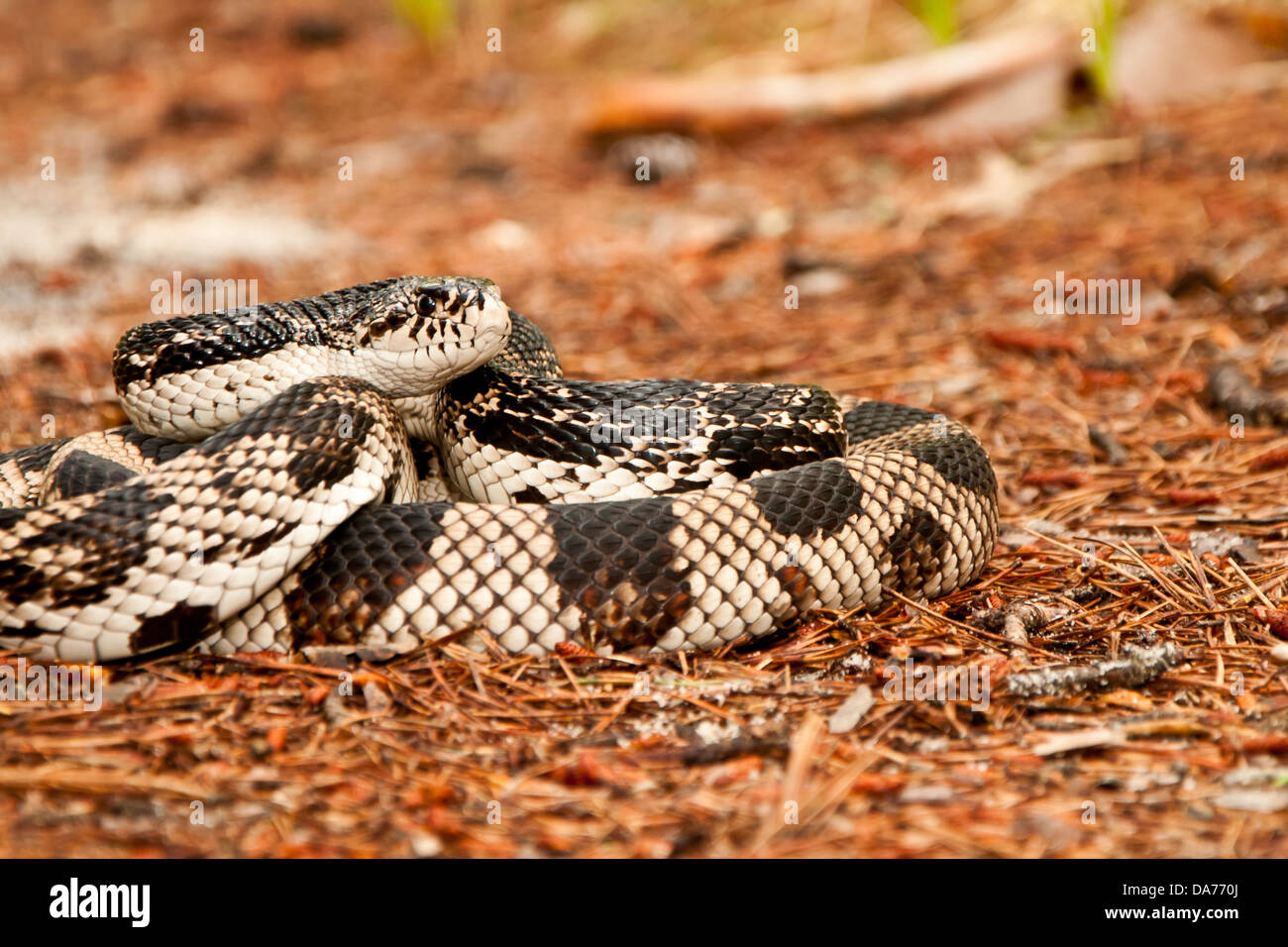 Northern pine snake hi-res stock photography and images - Alamy