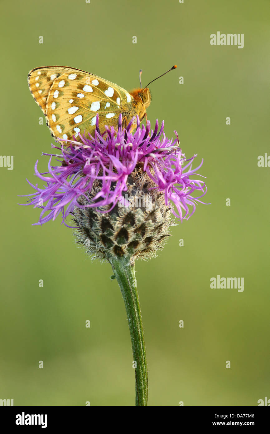 Dark Green Fritillary Stock Photo - Alamy