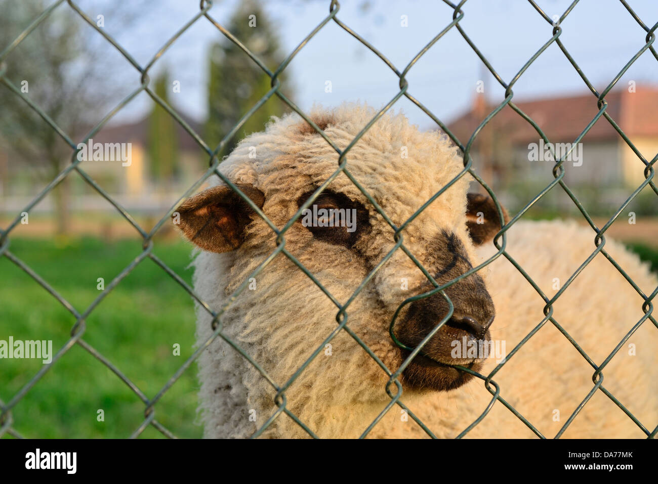 Sheep behind a fence hi-res stock photography and images - Alamy
