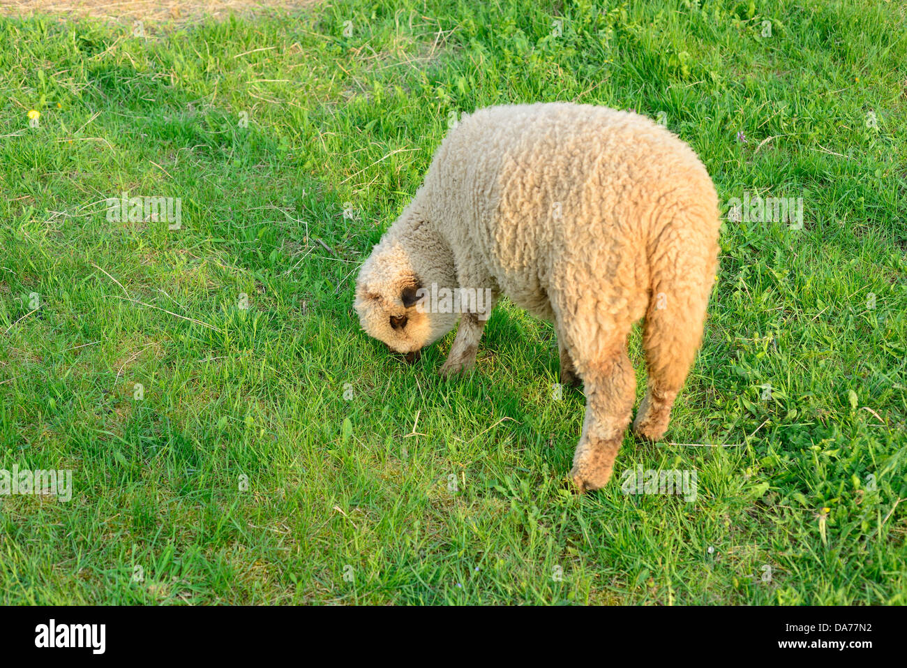 Baby sheep feeding on grass Stock Photo - Alamy