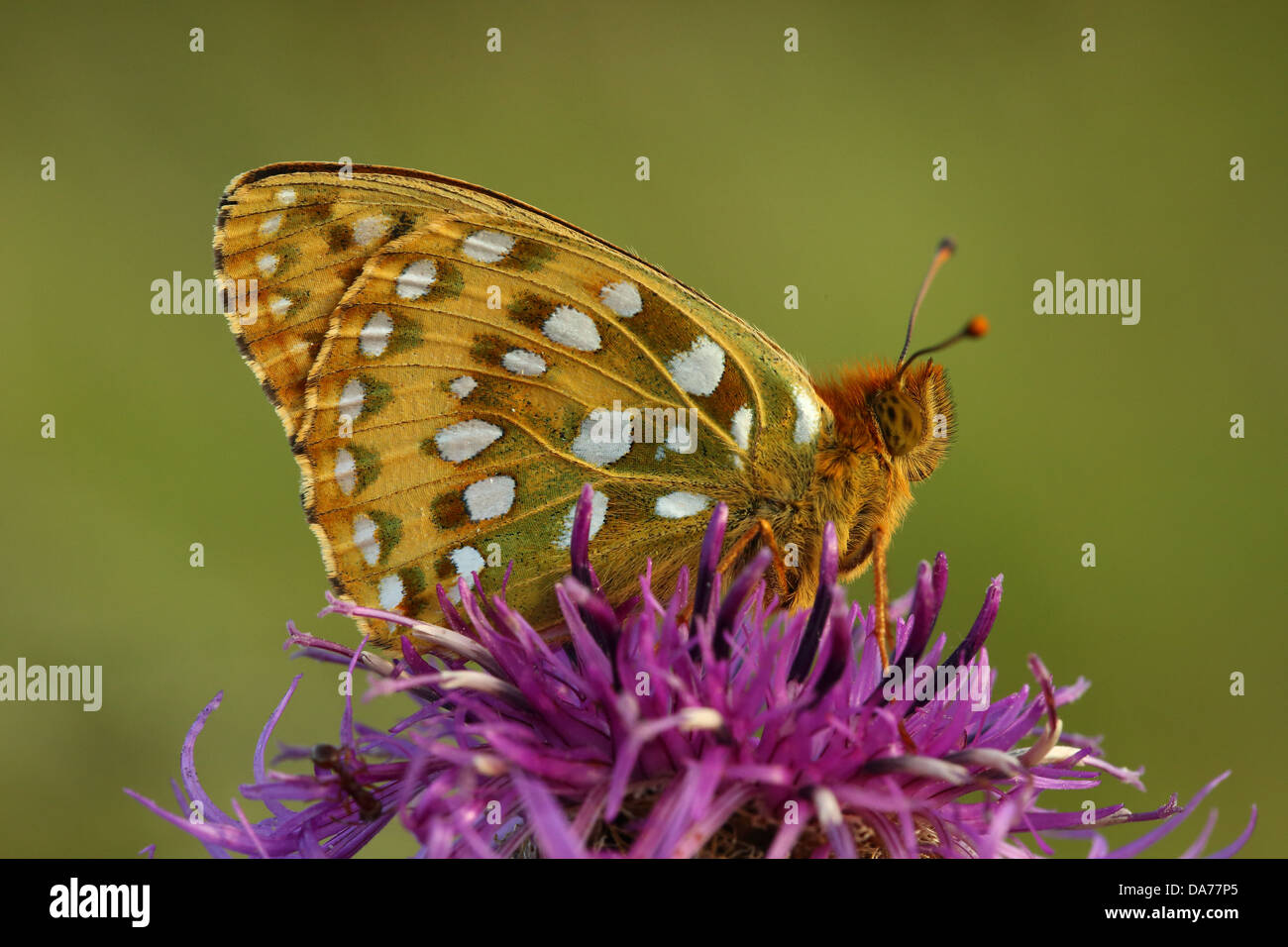Frtillary hi-res stock photography and images - Alamy
